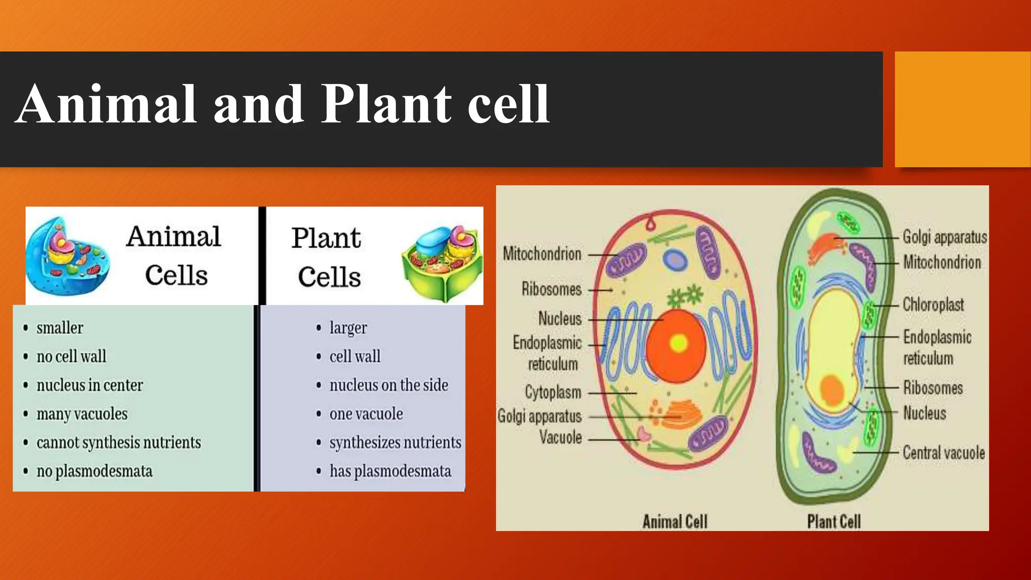 Introduction of Human Body & Structure of cell.pptx