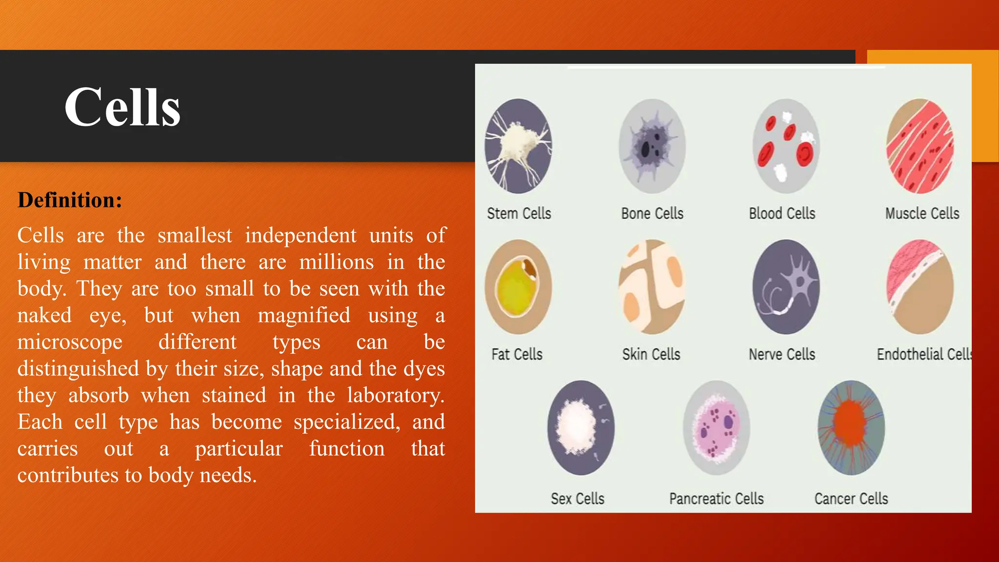 Introduction of Human Body & Structure of cell.pptx