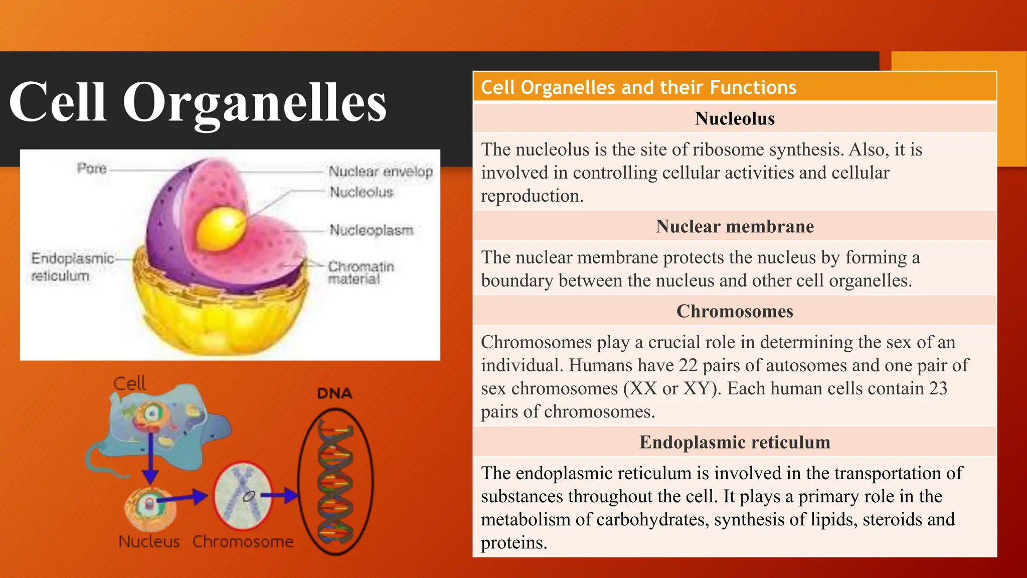 Introduction of Human Body & Structure of cell.pptx