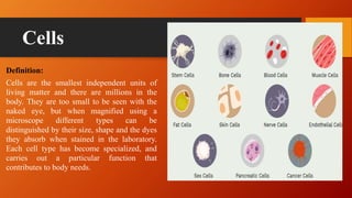 Introduction of Human Body & Structure of cell.pptx