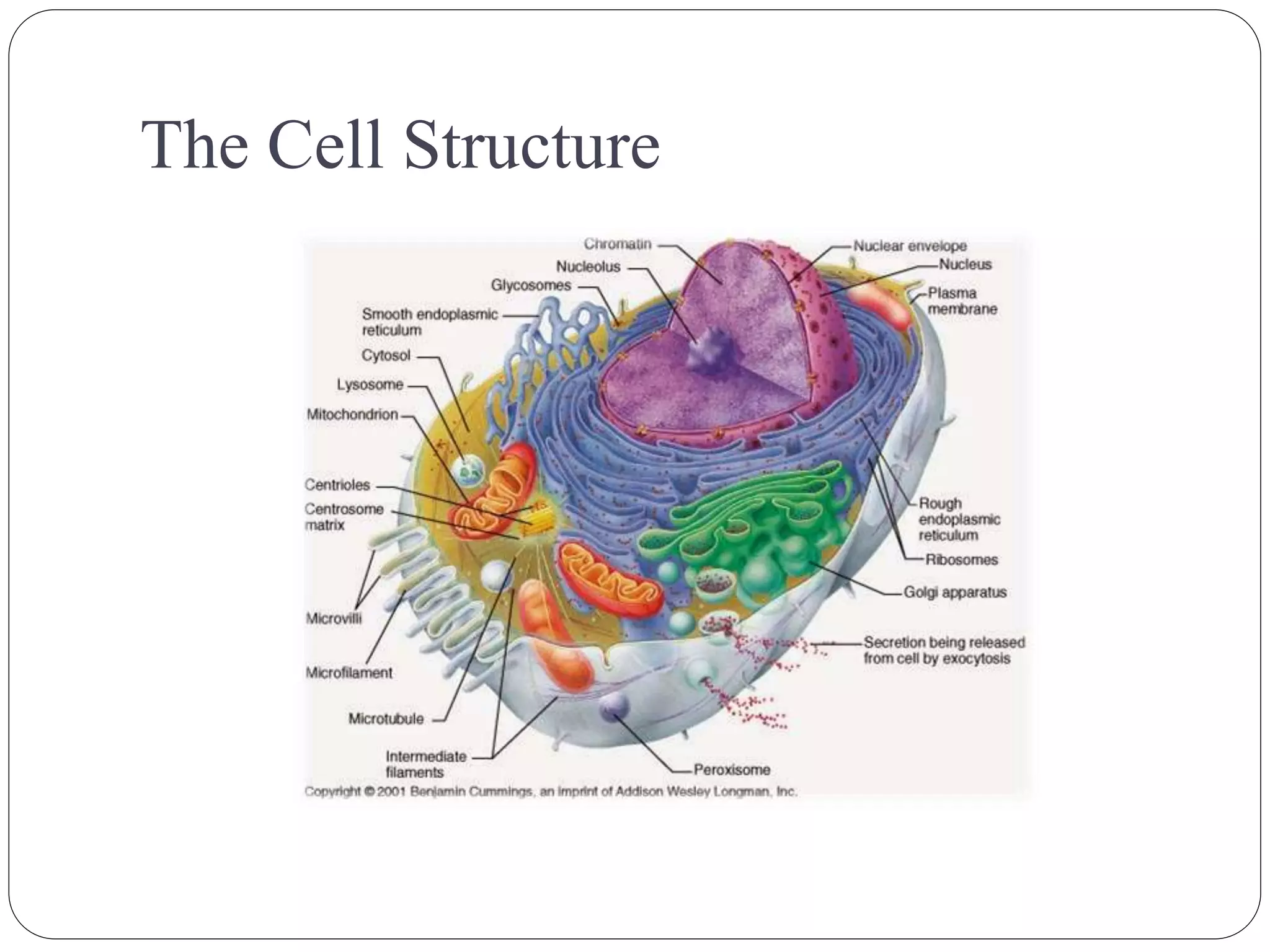 Structure of cell components and functions | PPTX