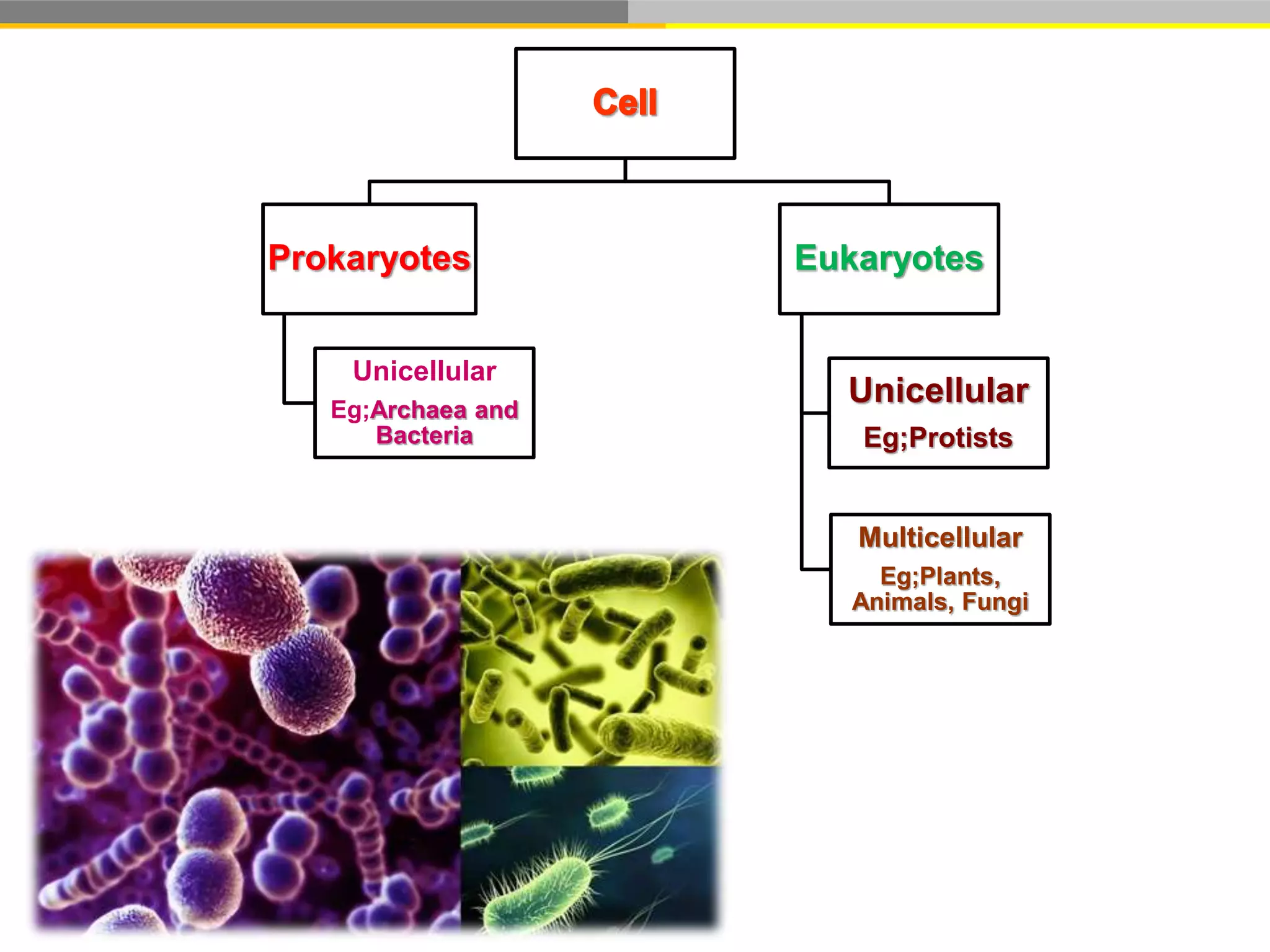 Structure of cell | PPTX