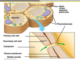 Structure of cell | PPTX