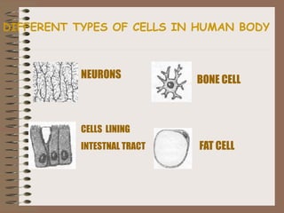 Structure of cell by Avinash Nayak | PDF