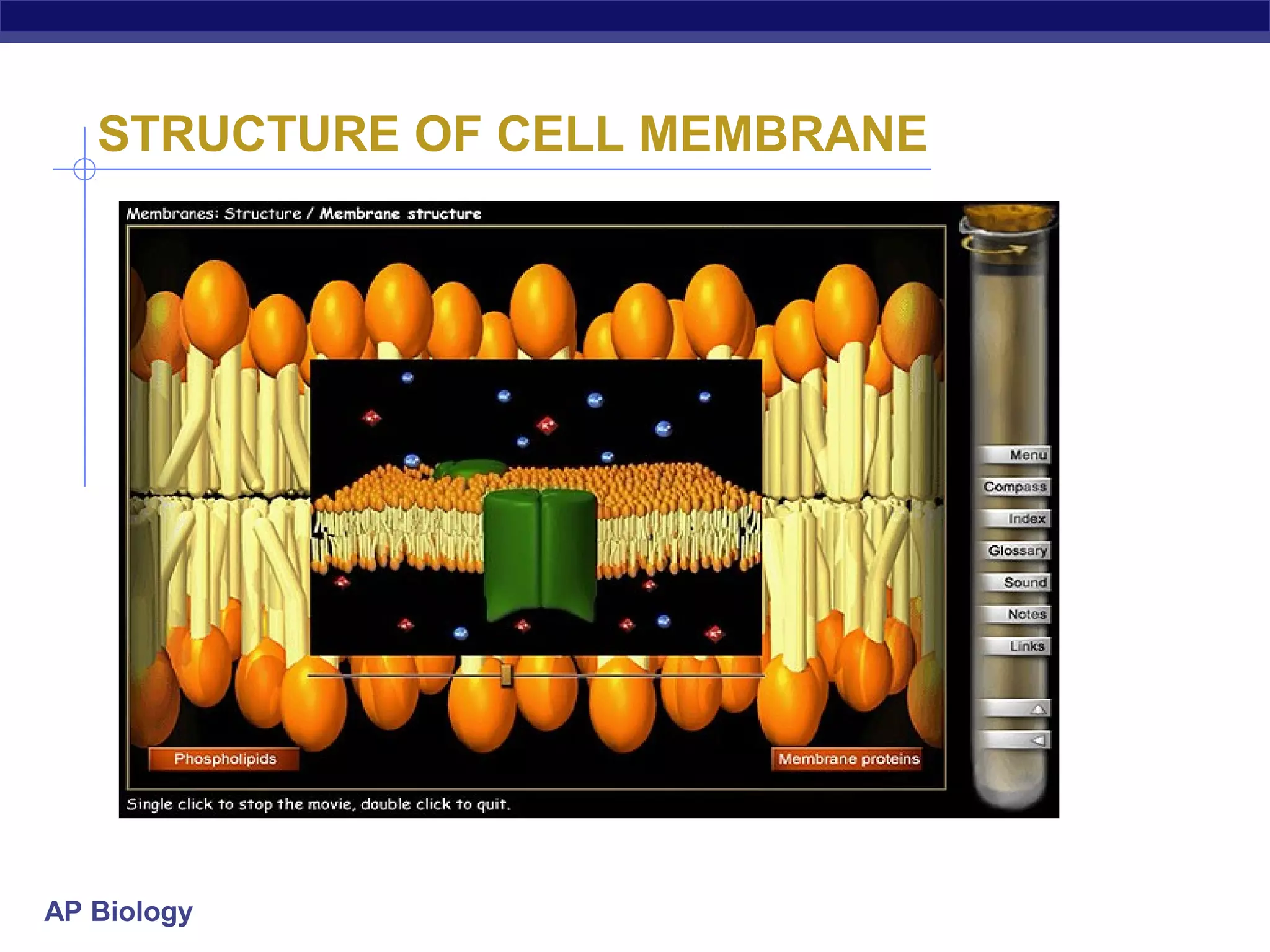Structure of cell membrane and Transport | PPT | Biological Sciences ...