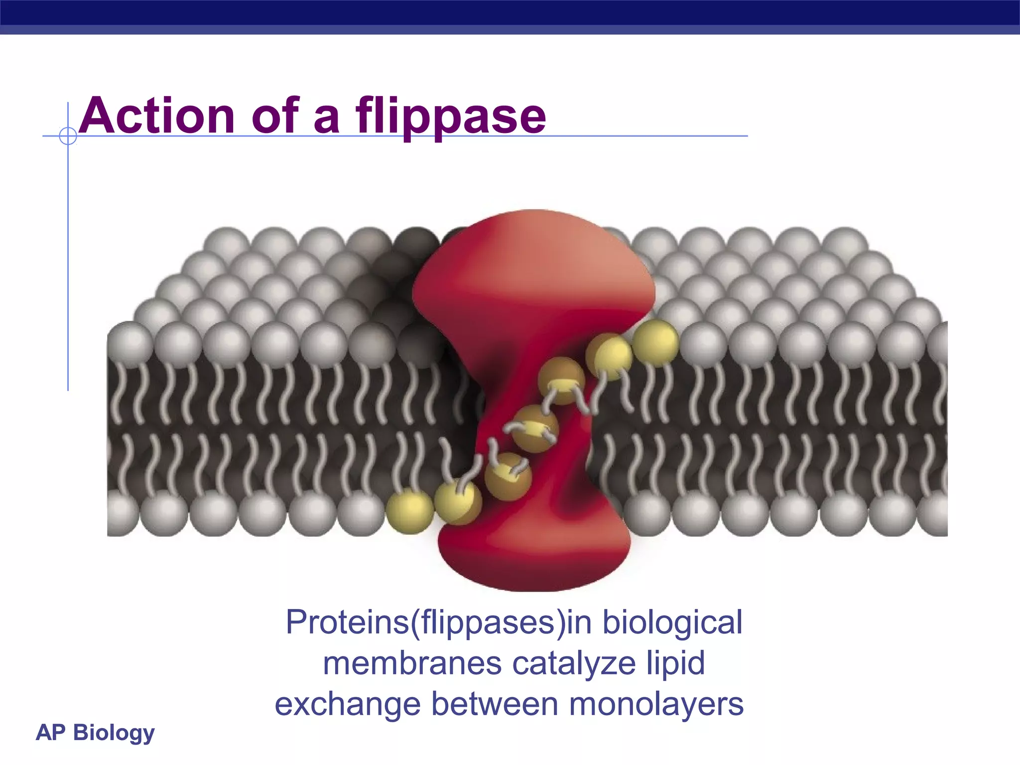 Structure of cell membrane and Transport | PPT