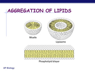 Structure of cell membrane and Transport | PPT