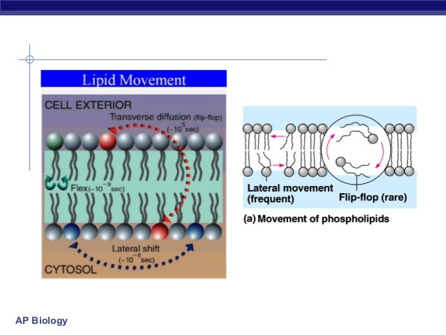 Structure of cell membrane and Transport