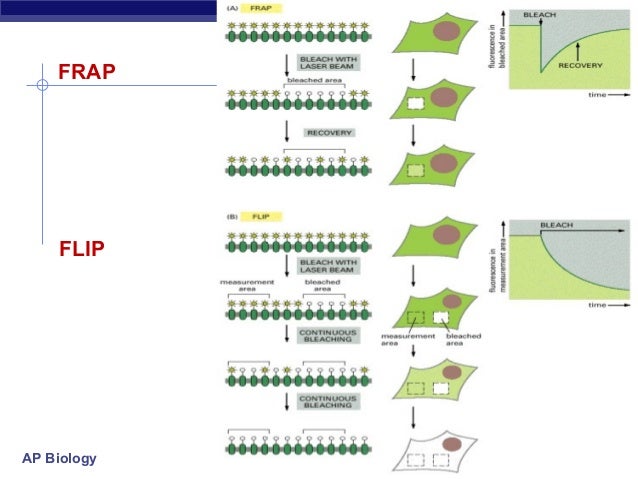 Structure of cell membrane and Transport