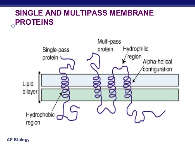 Structure of cell membrane and Transport