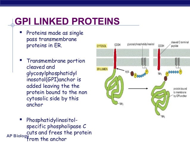 Structure of cell membrane and Transport