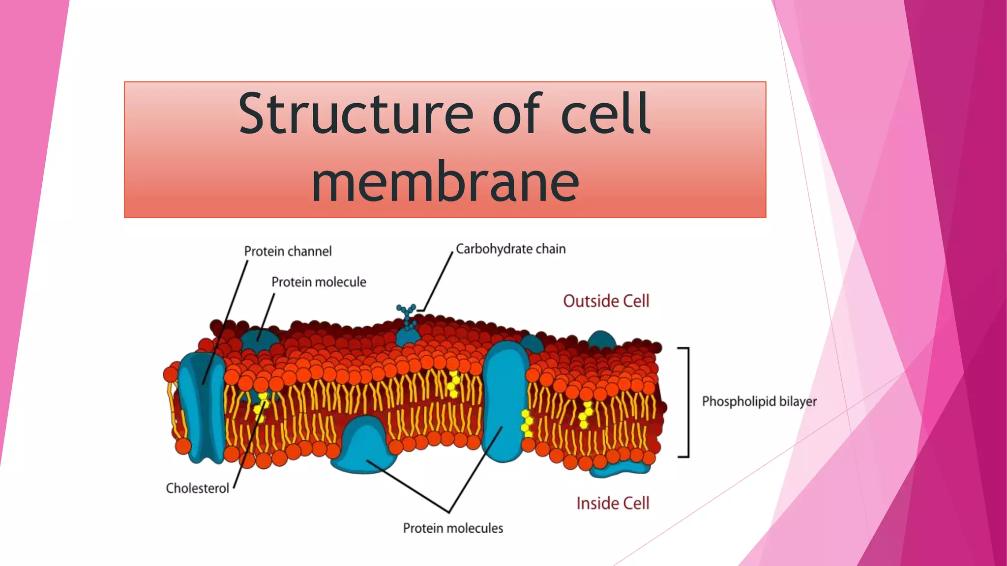 Structure of cell membrane | PPT