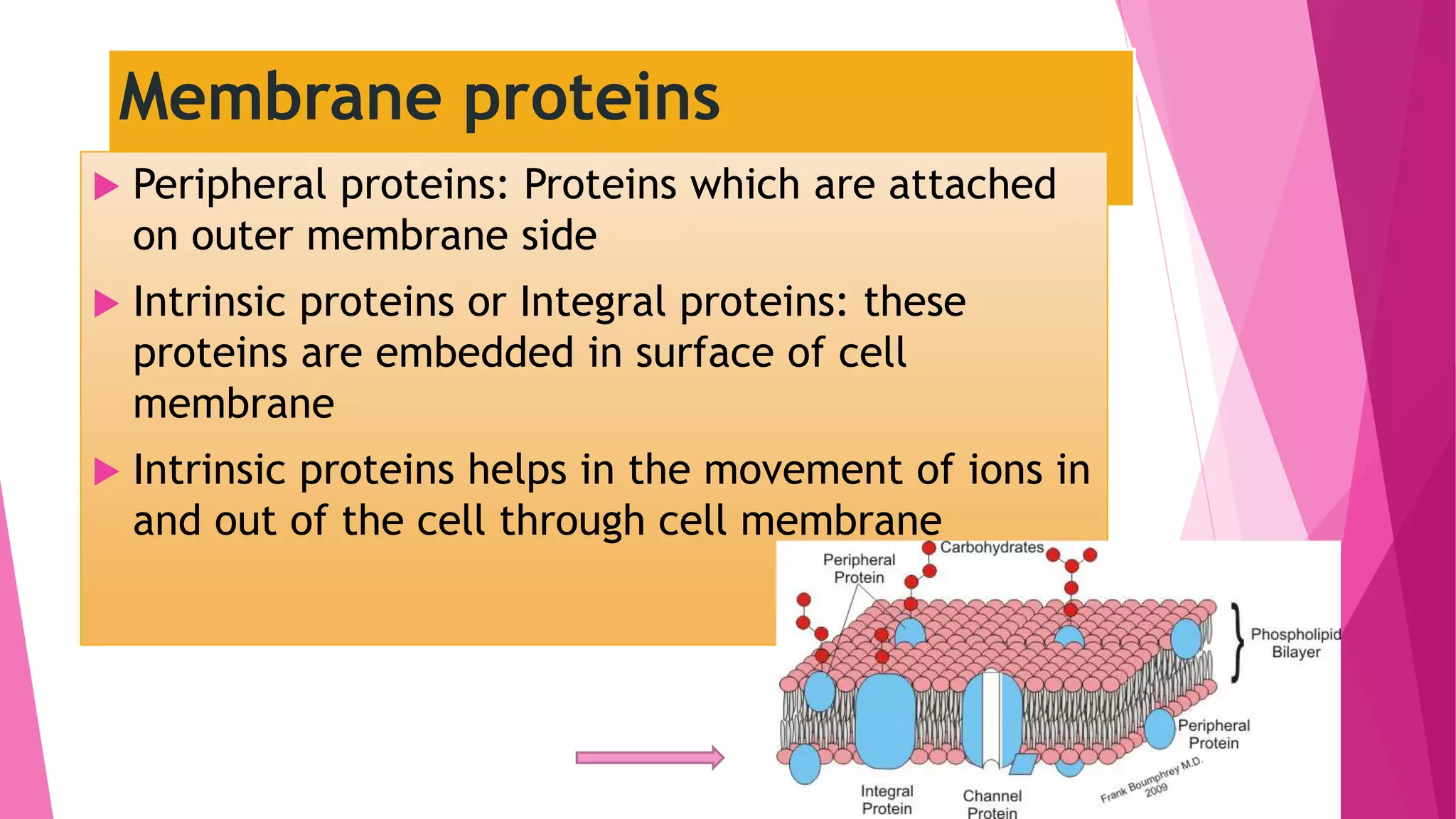 Structure of cell membrane | PPT