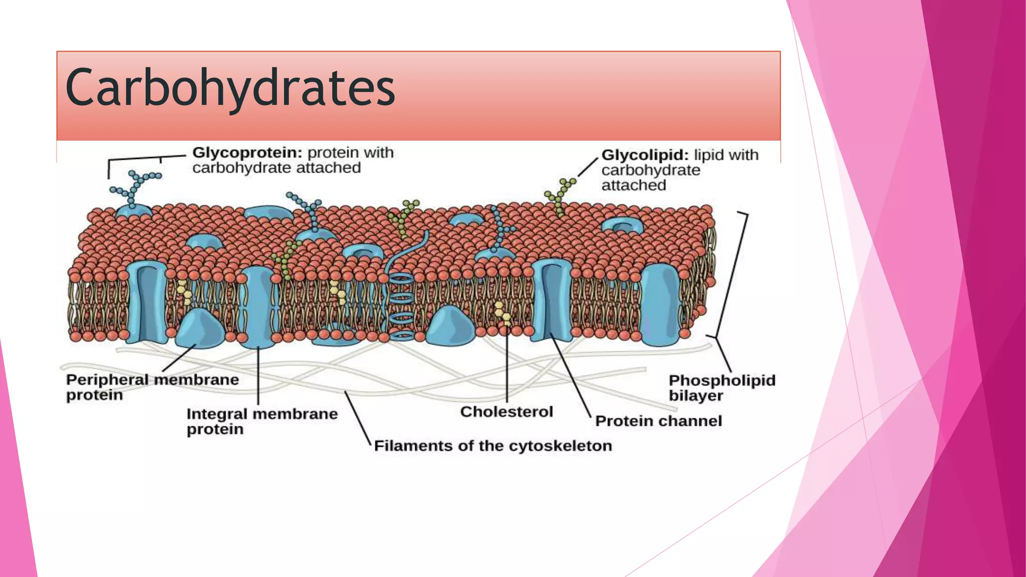 Structure of cell membrane | PPT