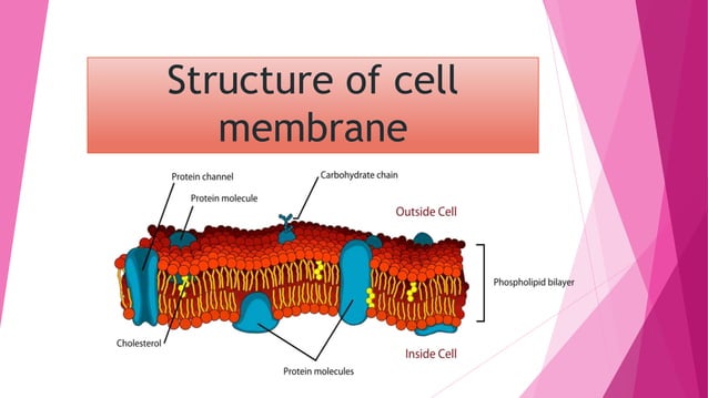 Structure of cell membrane | PPT | Free Download