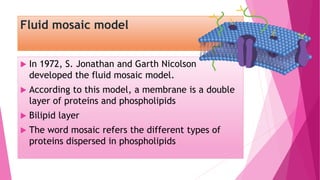 Structure of cell membrane | PPT
