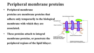 structure of cell membrane.pptx