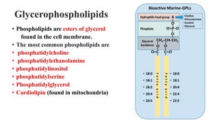structure of cell membrane.pptx