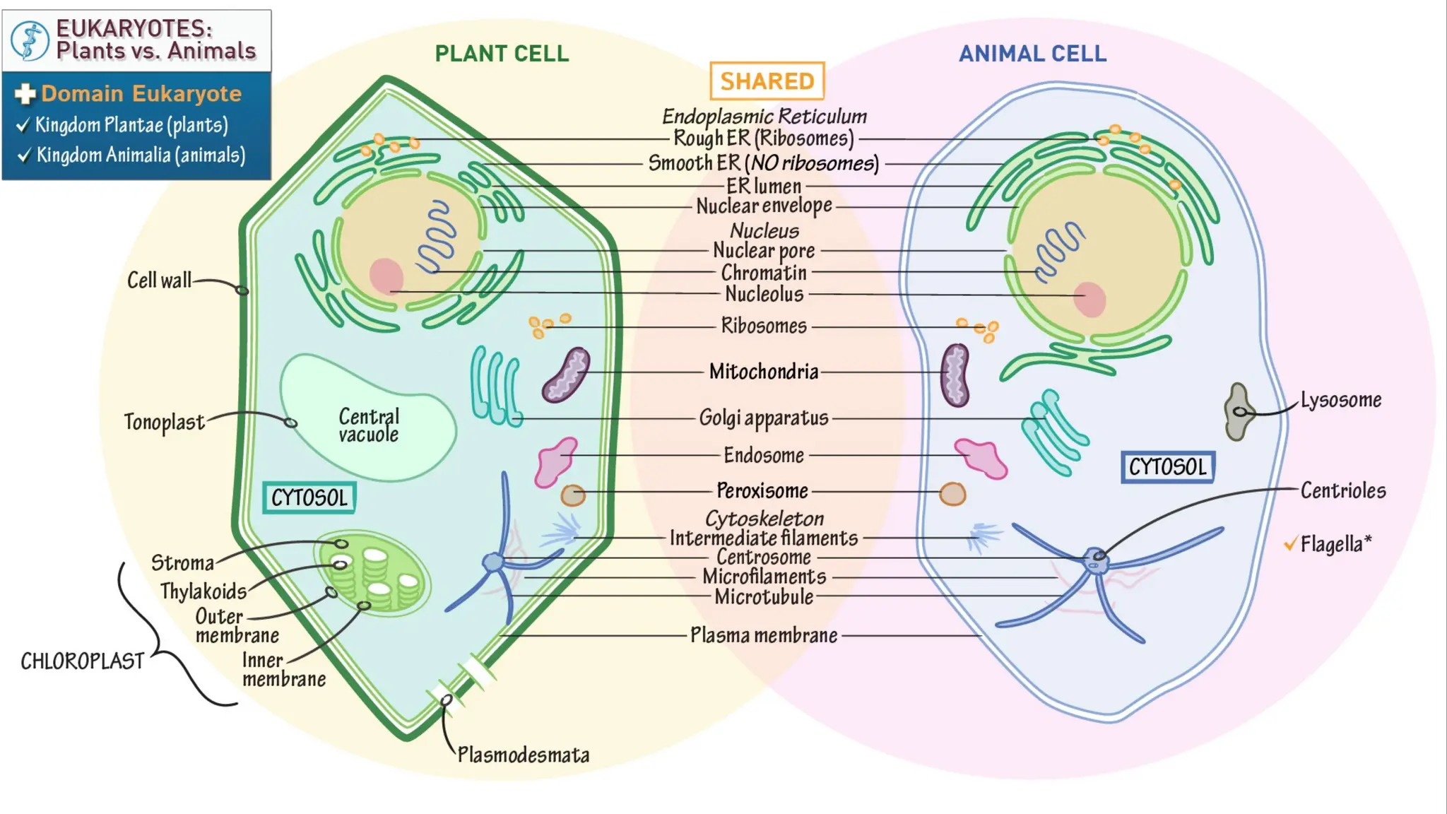 STRUCTURE OF CELLS: Fungi, plant and animal cells | PPTX