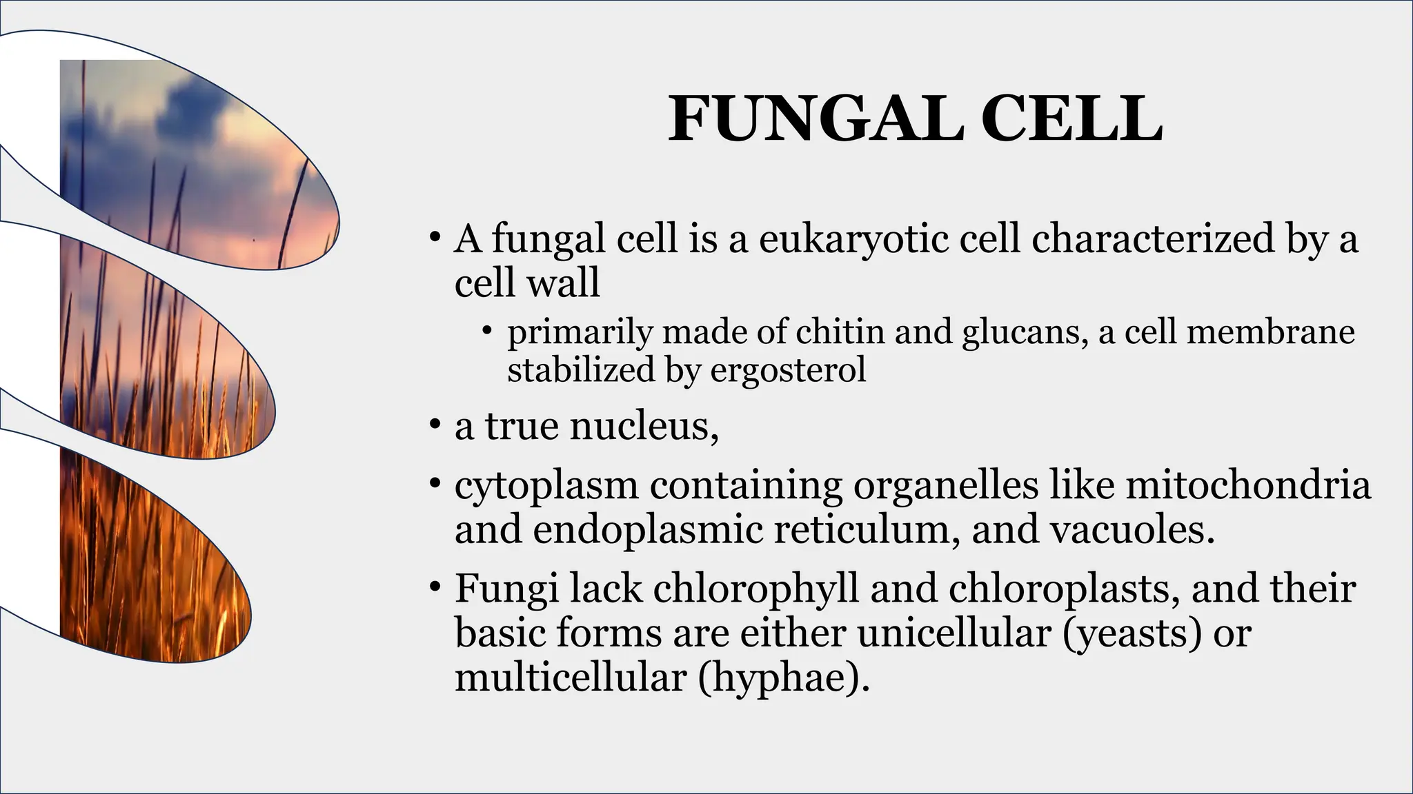 STRUCTURE OF CELLS: Fungi, plant and animal cells | PPTX