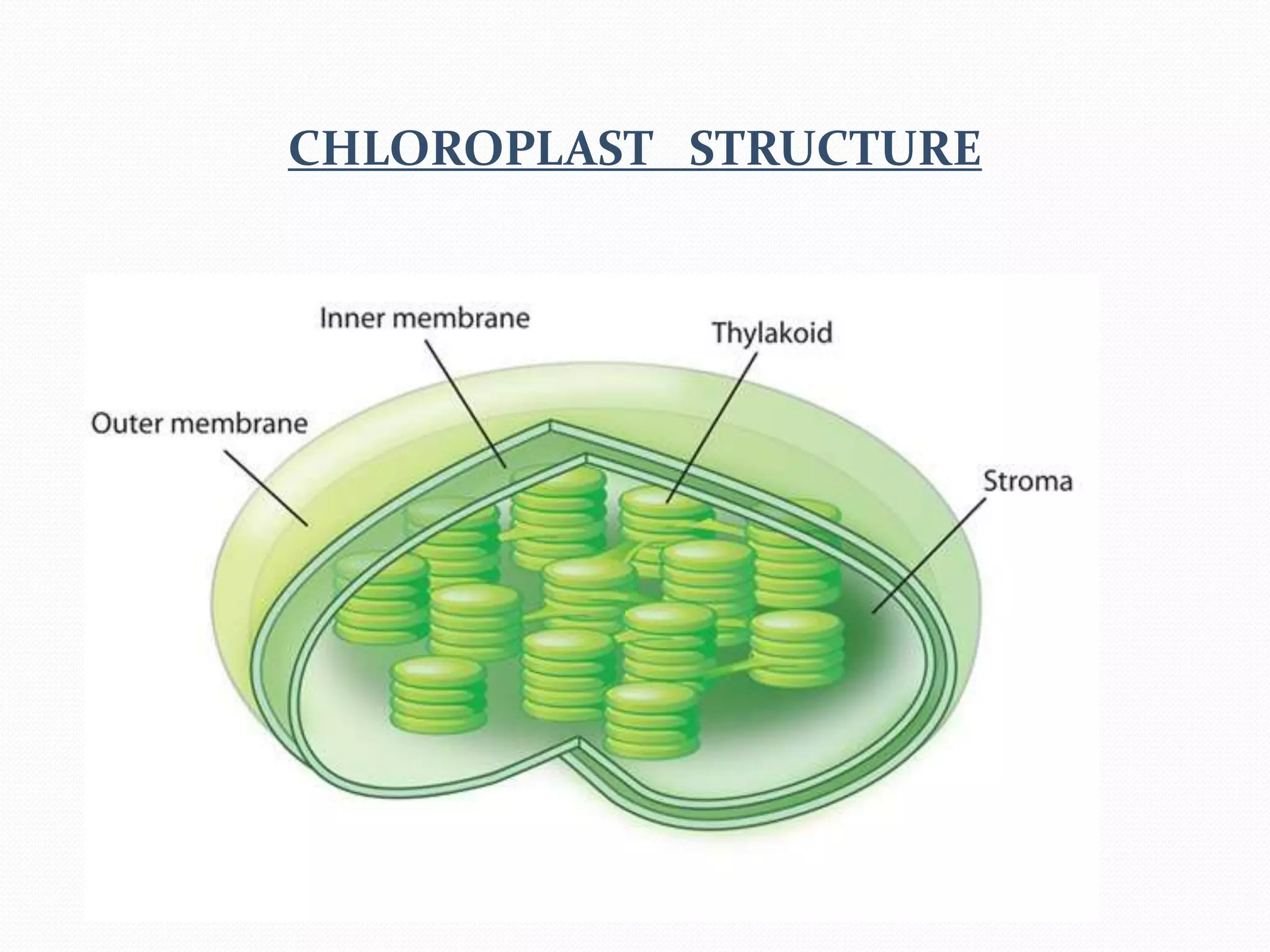 Structure of chloroplast | PPTX