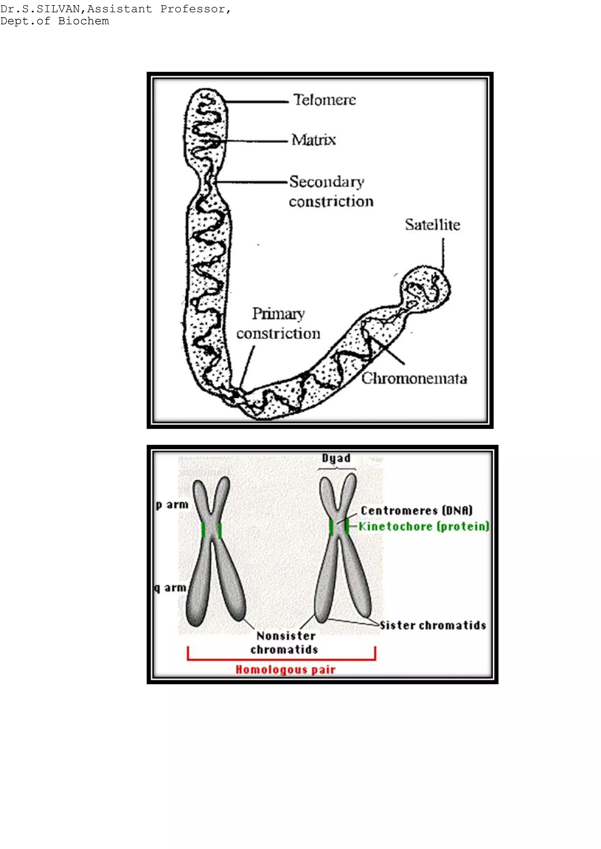 Structure of chromosome | PDF