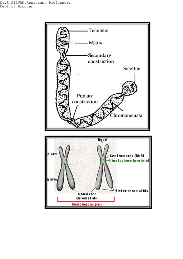 Structure of chromosome | PDF