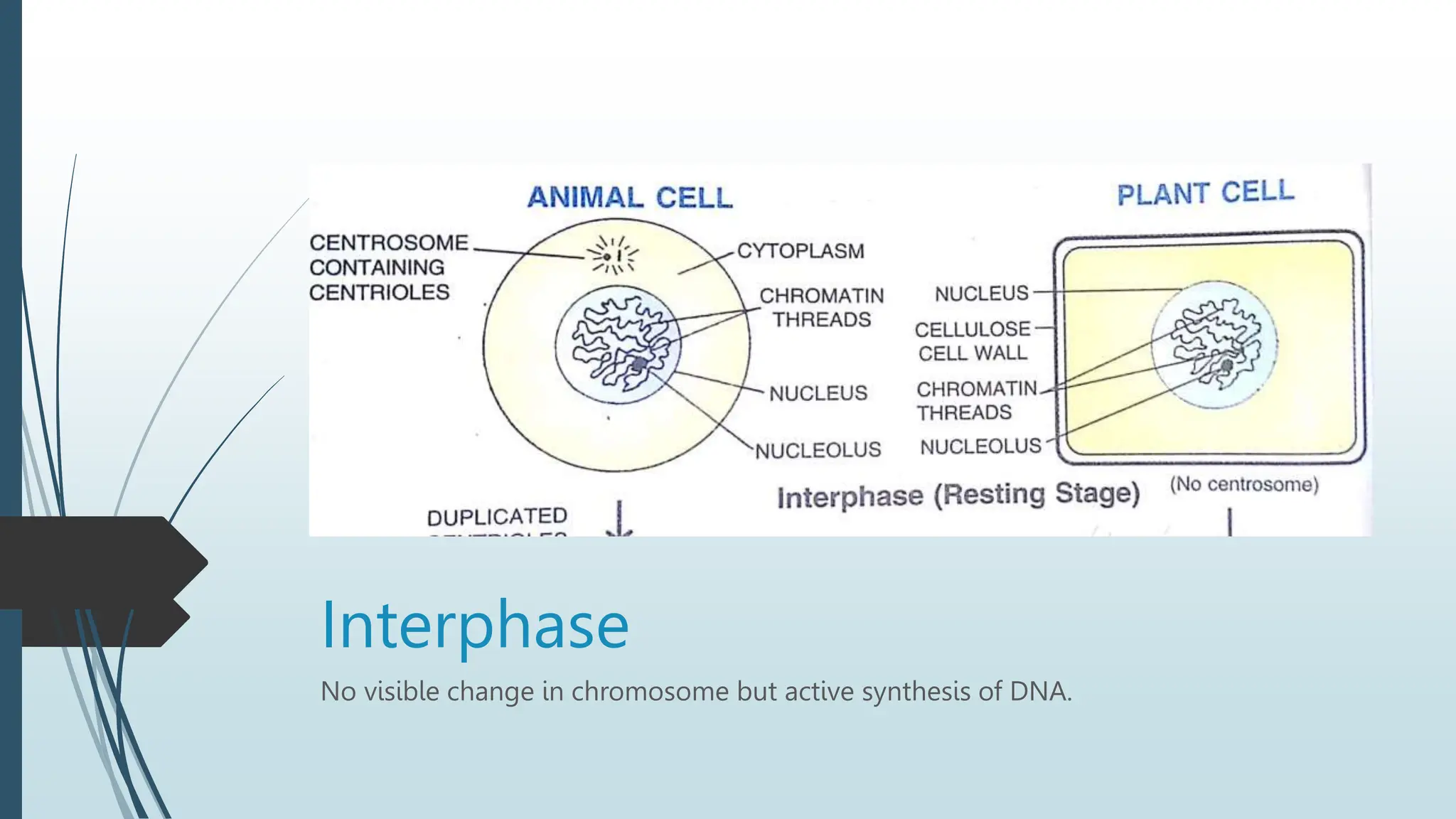 structure of chromosome ,cell cycle and cell.pptx