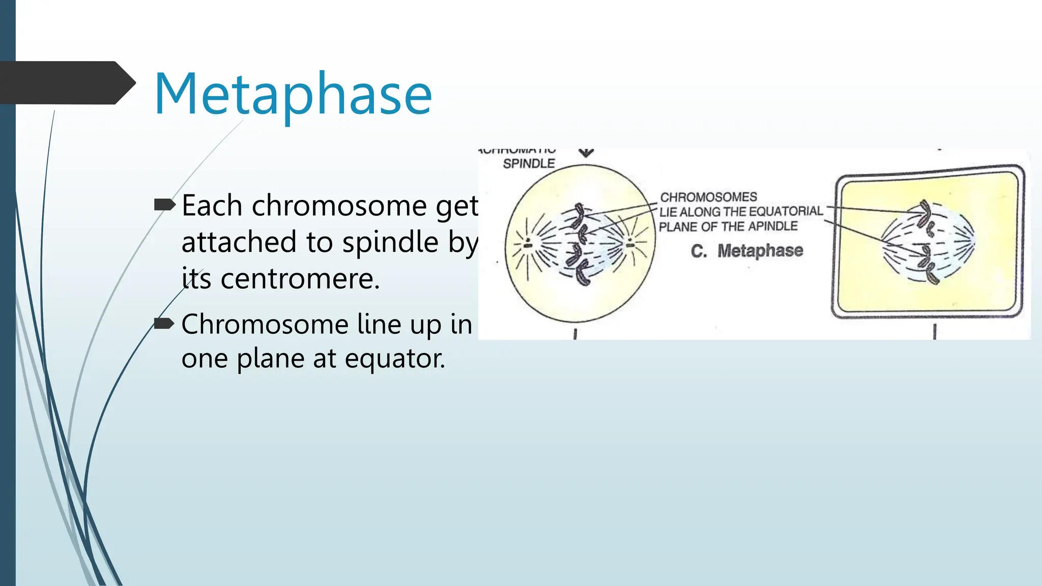 structure of chromosome ,cell cycle and cell.pptx
