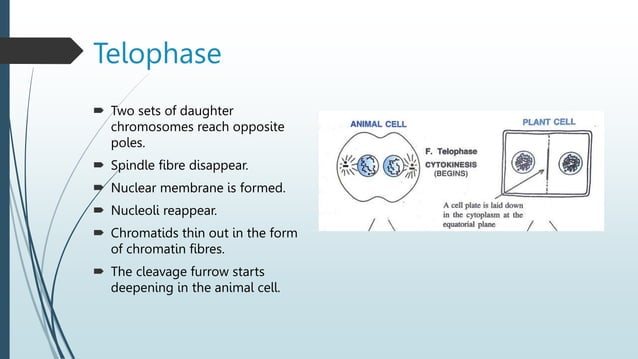 structure of chromosome ,cell cycle and cell.pptx