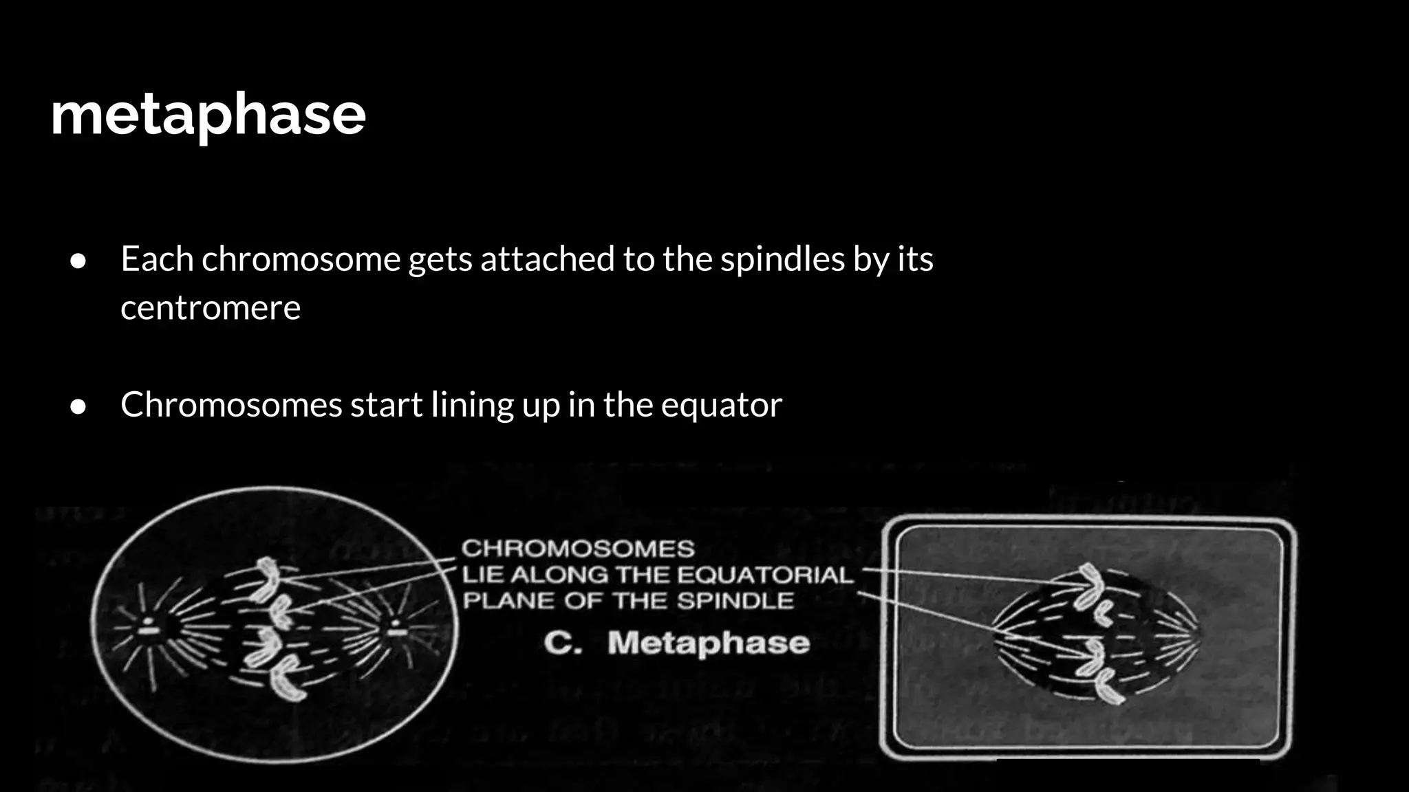 Structure of chromosome, cell cycle and cell division | PPTX