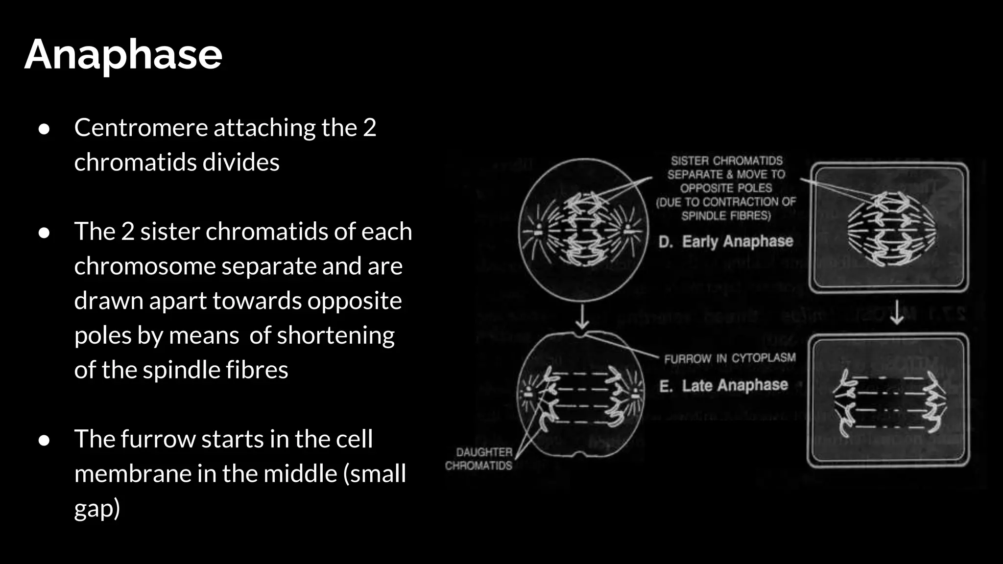 Structure of chromosome, cell cycle and cell division | PPTX