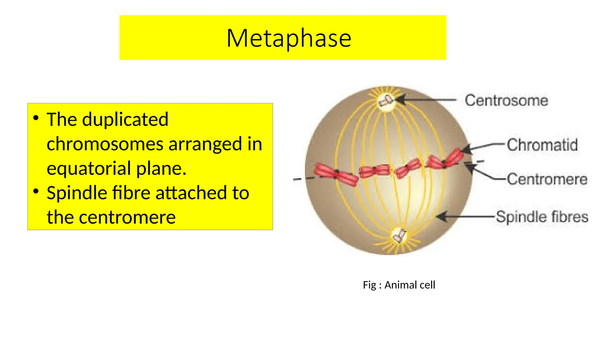 Structure of Chromosome, Cell cycle and Cell Division.pptx