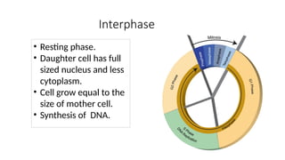Structure of Chromosome, Cell cycle and Cell Division.pptx