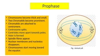 Structure of Chromosome, Cell cycle and Cell Division.pptx