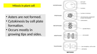 Structure of Chromosome, Cell cycle and Cell Division.pptx