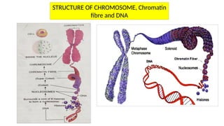 Structure of Chromosome, Cell cycle and Cell Division.pptx