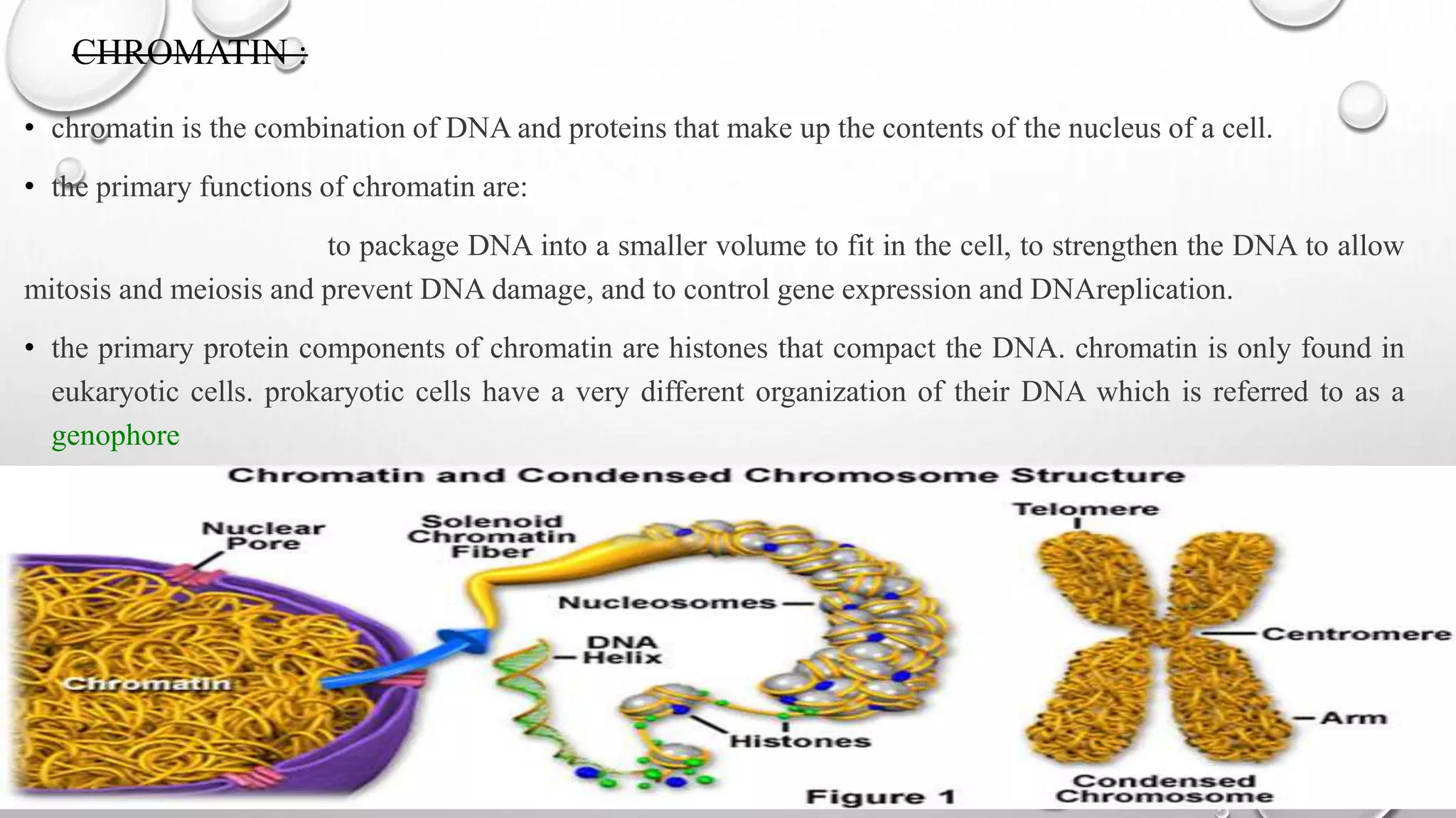 Structure of chromosome chandu 1 | PPTX