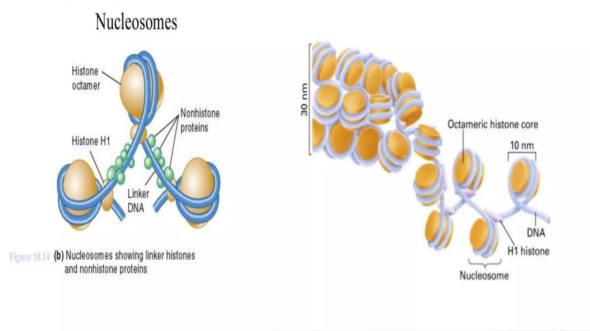 Structure of chromosome chandu 1 | PPTX