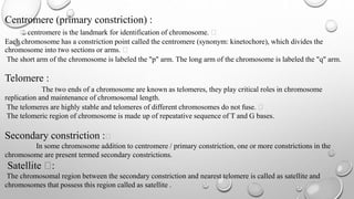 Structure of chromosome chandu 1 | PPTX