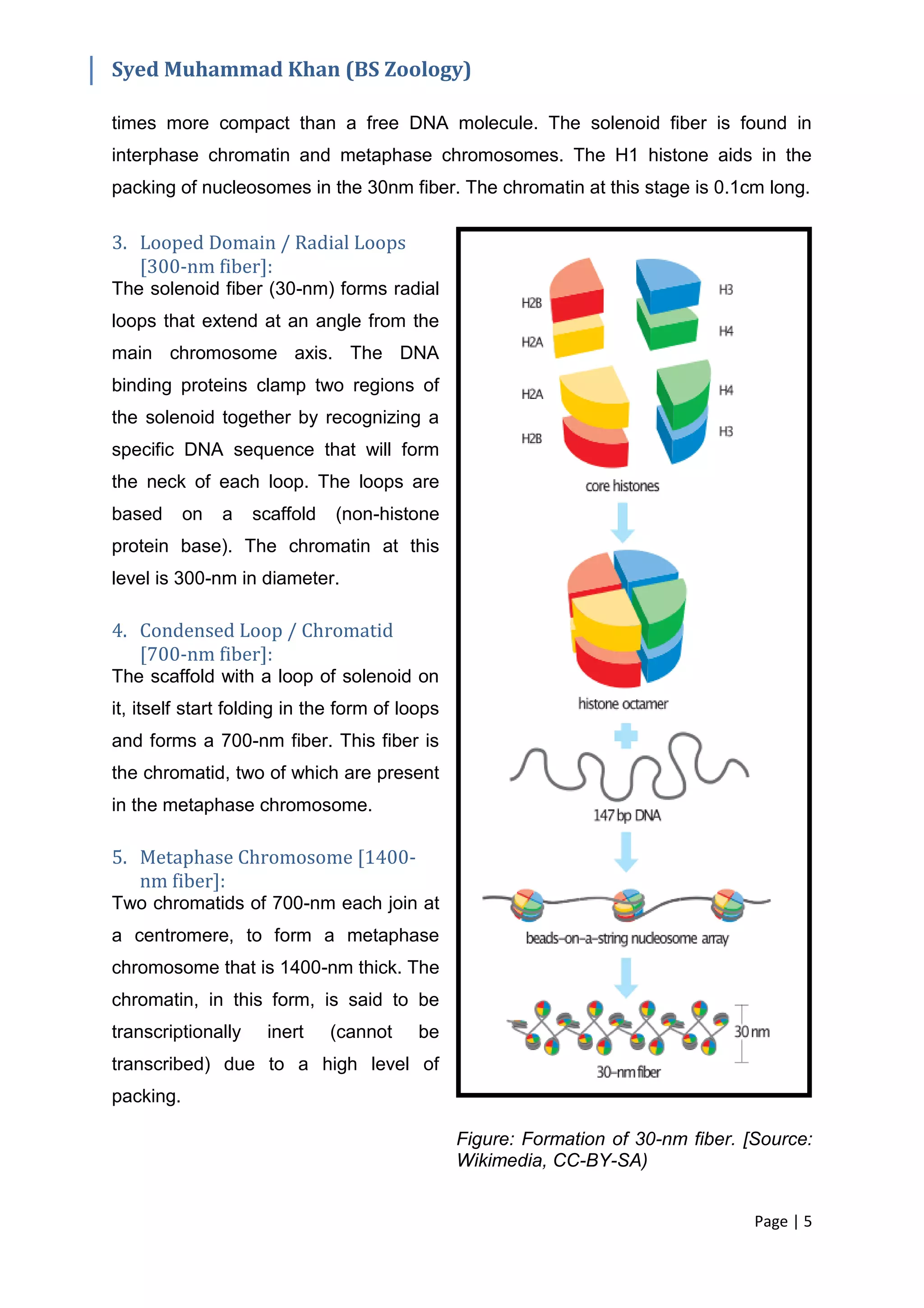 Structure of Chromosomes | PDF