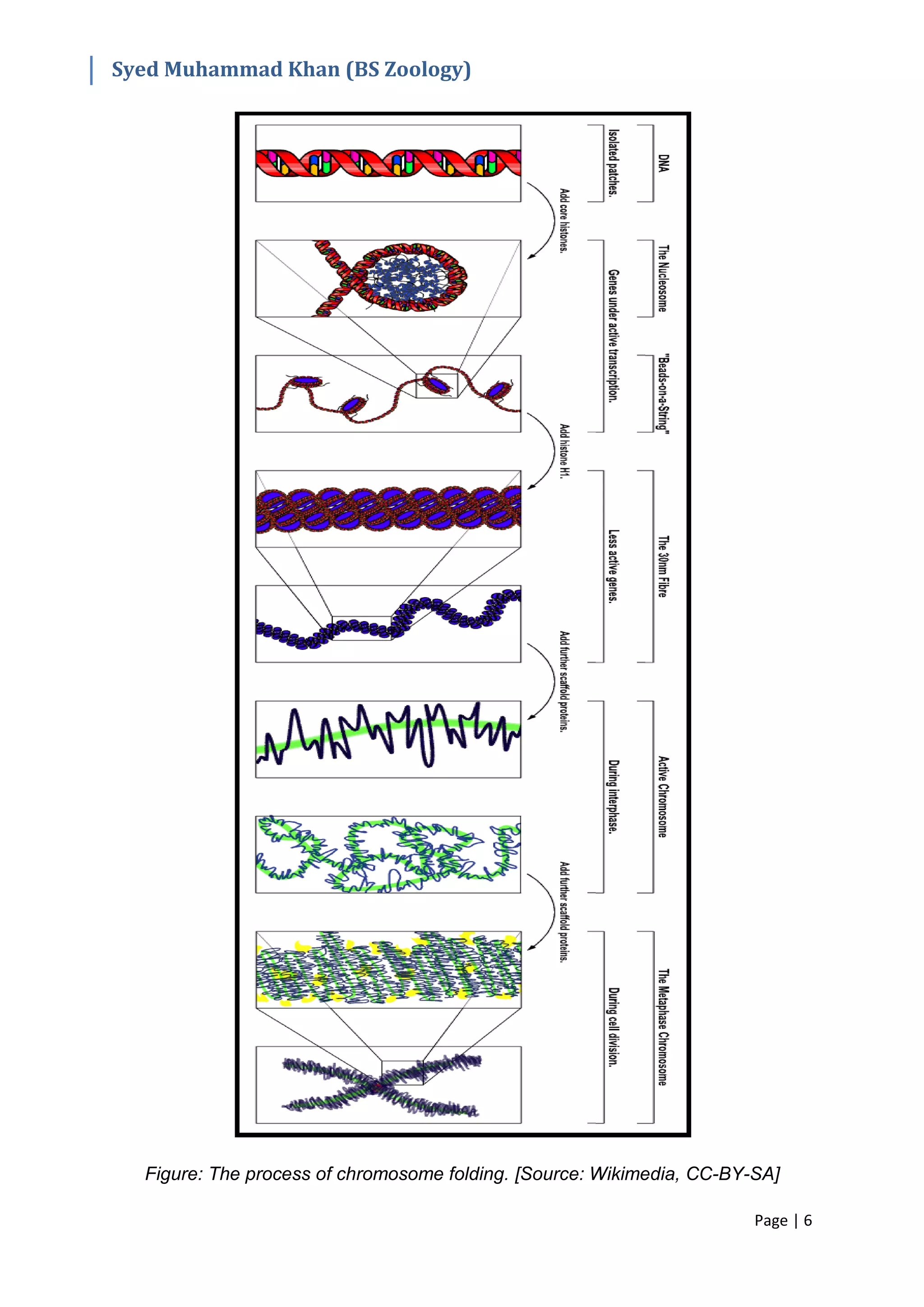 Structure of Chromosomes | PDF
