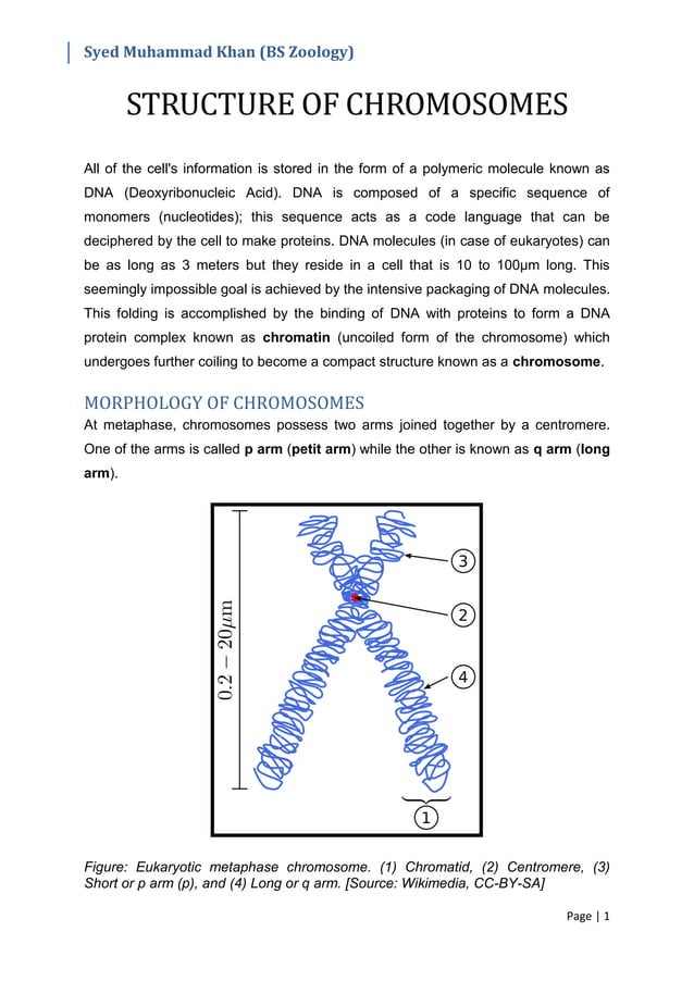Structure of Chromosomes | PDF