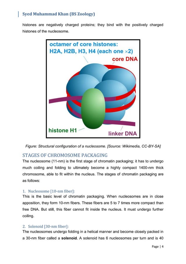 Structure of Chromosomes | PDF