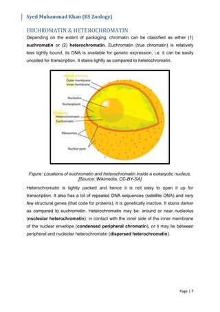 Structure of Chromosomes | PDF