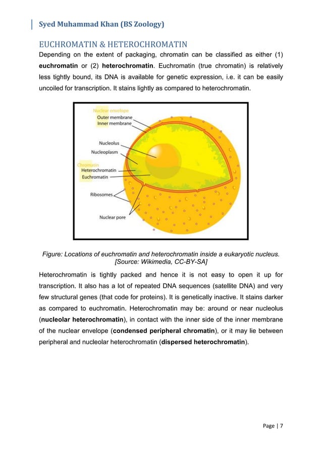 Structure of Chromosomes | PDF