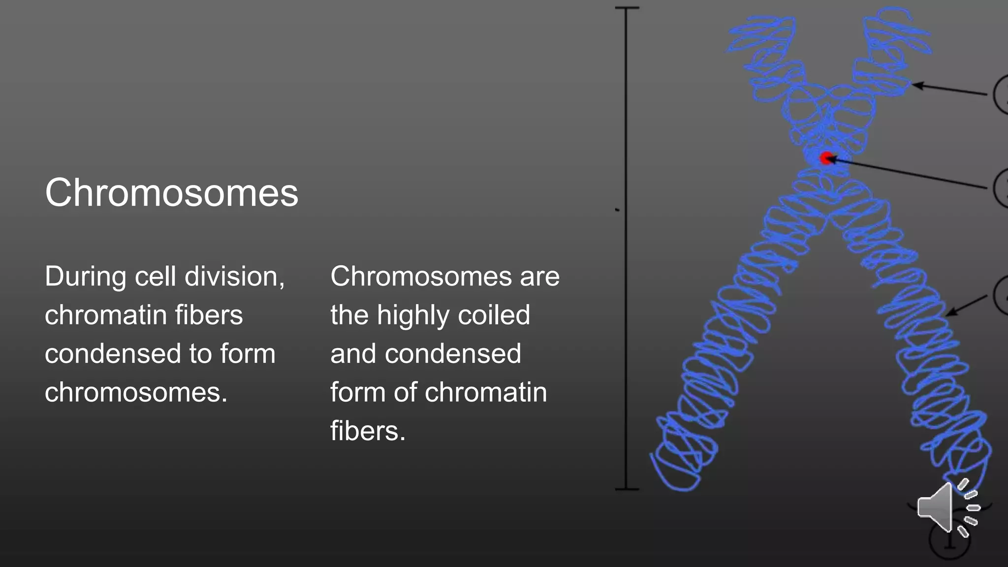 Structure of chromosomes, cell cycle, cell division | PPTX | Biological ...