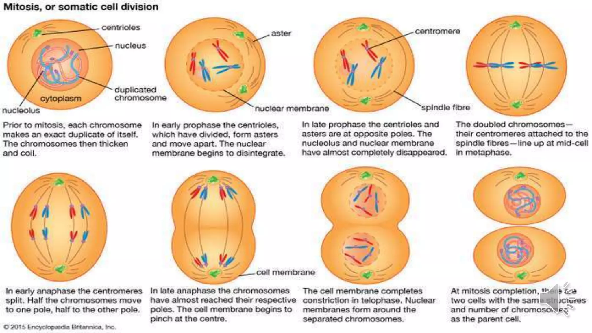 Structure of chromosomes, cell cycle, cell division | PPTX
