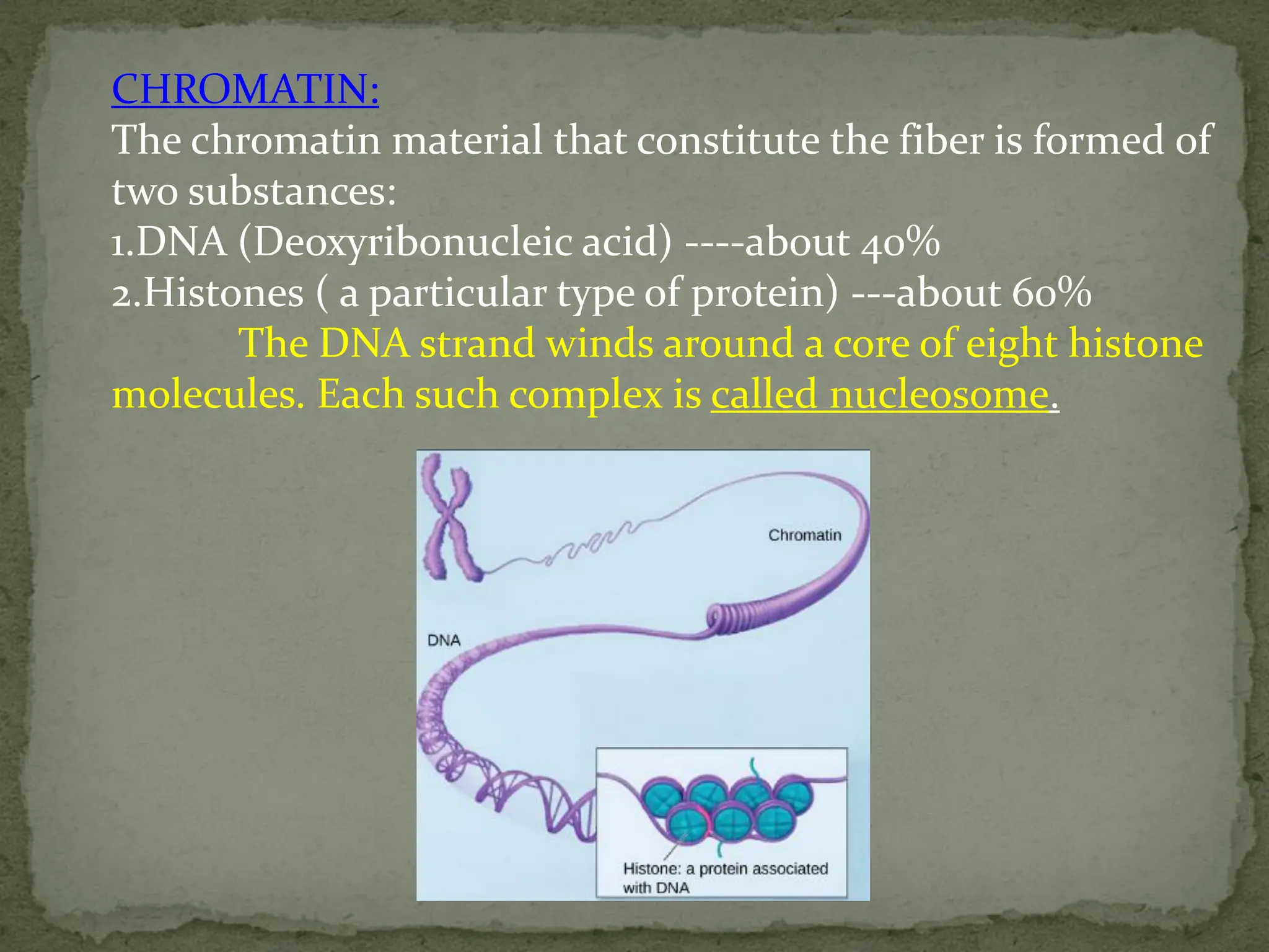Structure Of Chromosomes CH-2 bilohy biology.pdf
