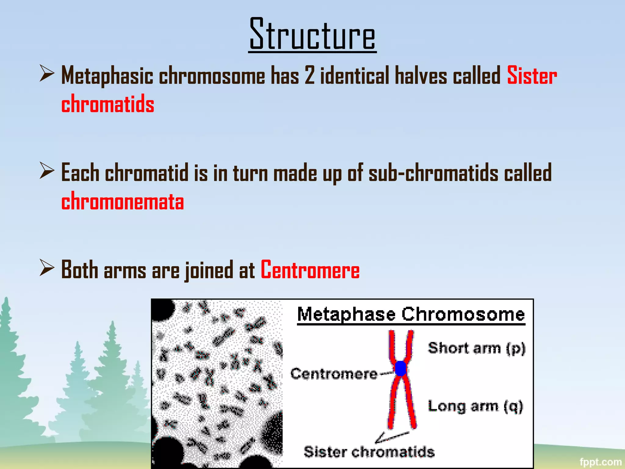 Structure of chromosomes final | PPT